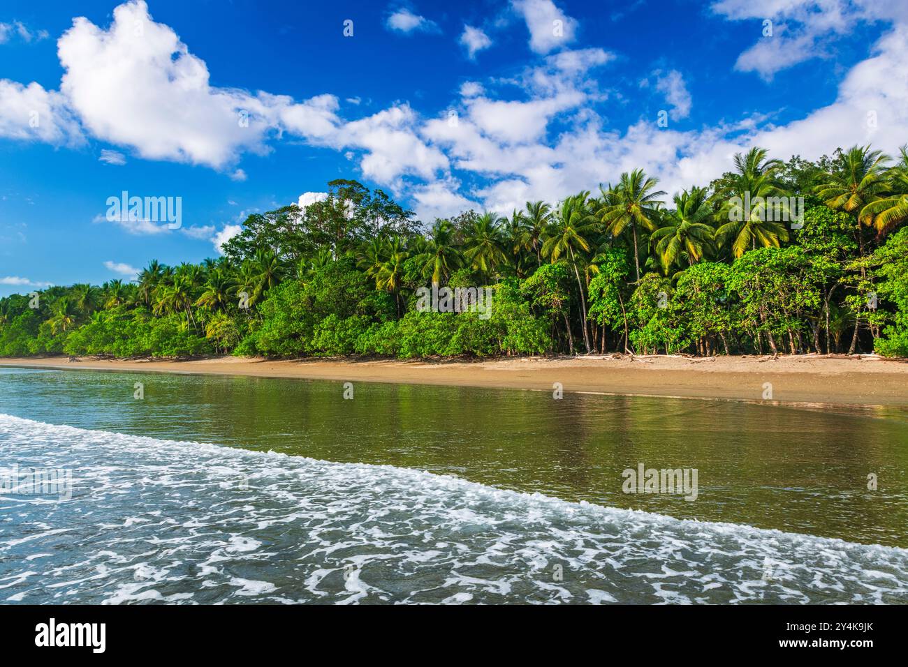 Surf and coconut palms at Playa Matapalo, Puntarenas Province, Costa ...