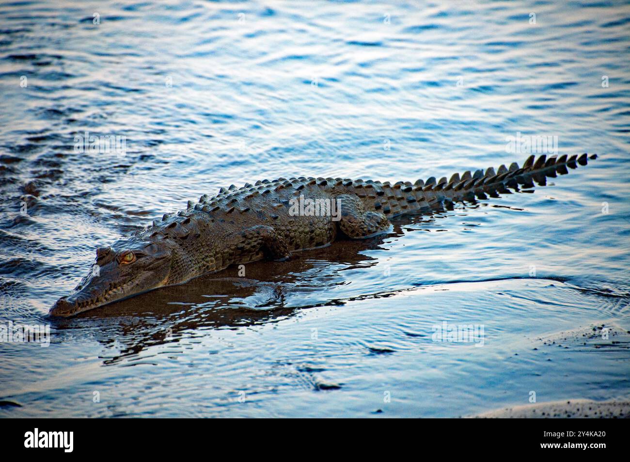 American Crocodile in Sirena River, Corcovado National Park, Costa Rica ...