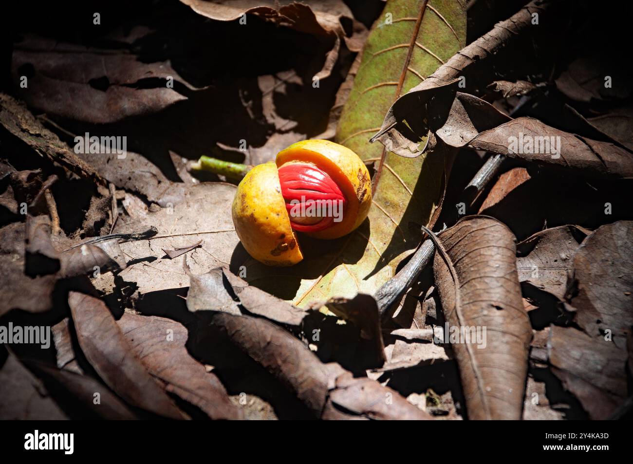 Myristicaceae family hi-res stock photography and images - Alamy