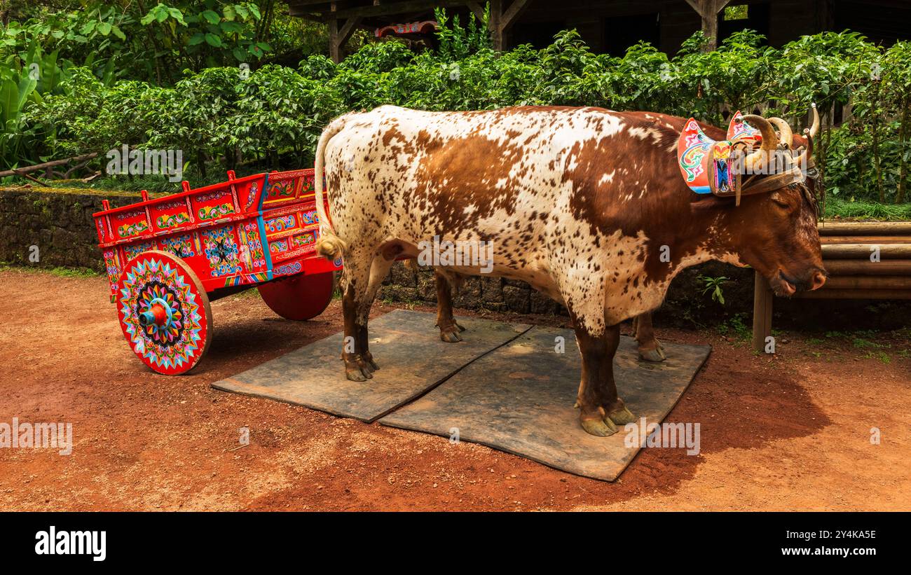 Traditional ox cart and oxen, La Paz Waterfall Gardens, Alajuela ...