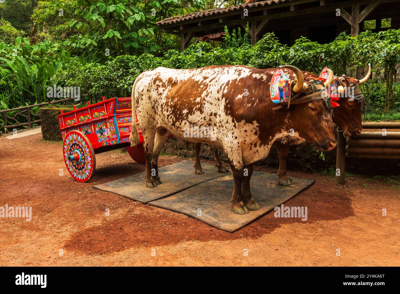 Traditional ox cart and oxen, La Paz Waterfall Gardens, Alajuela ...