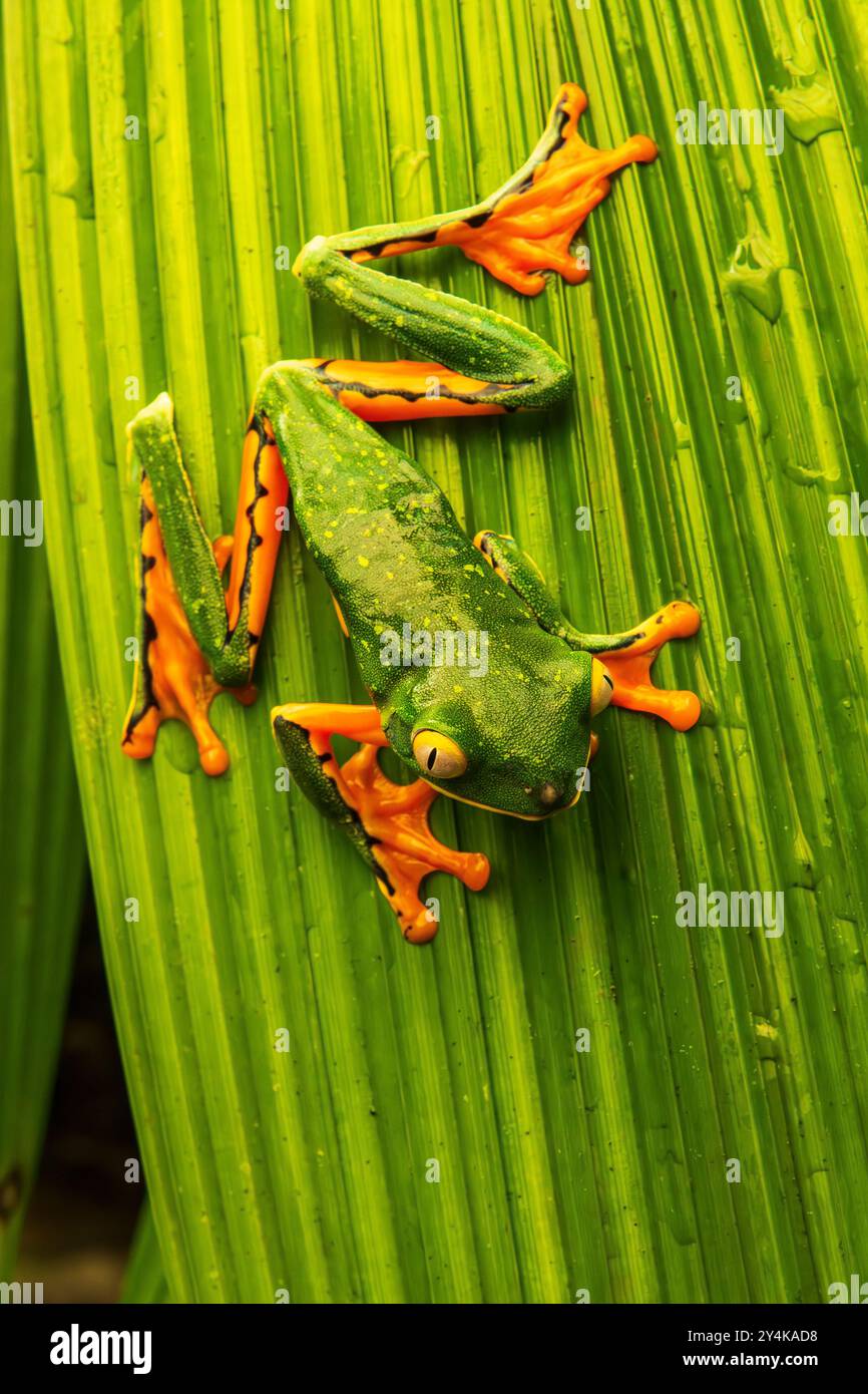 Yellow-eyed tree frog, La Paz Waterfall Gardens, Alajuela Province ...