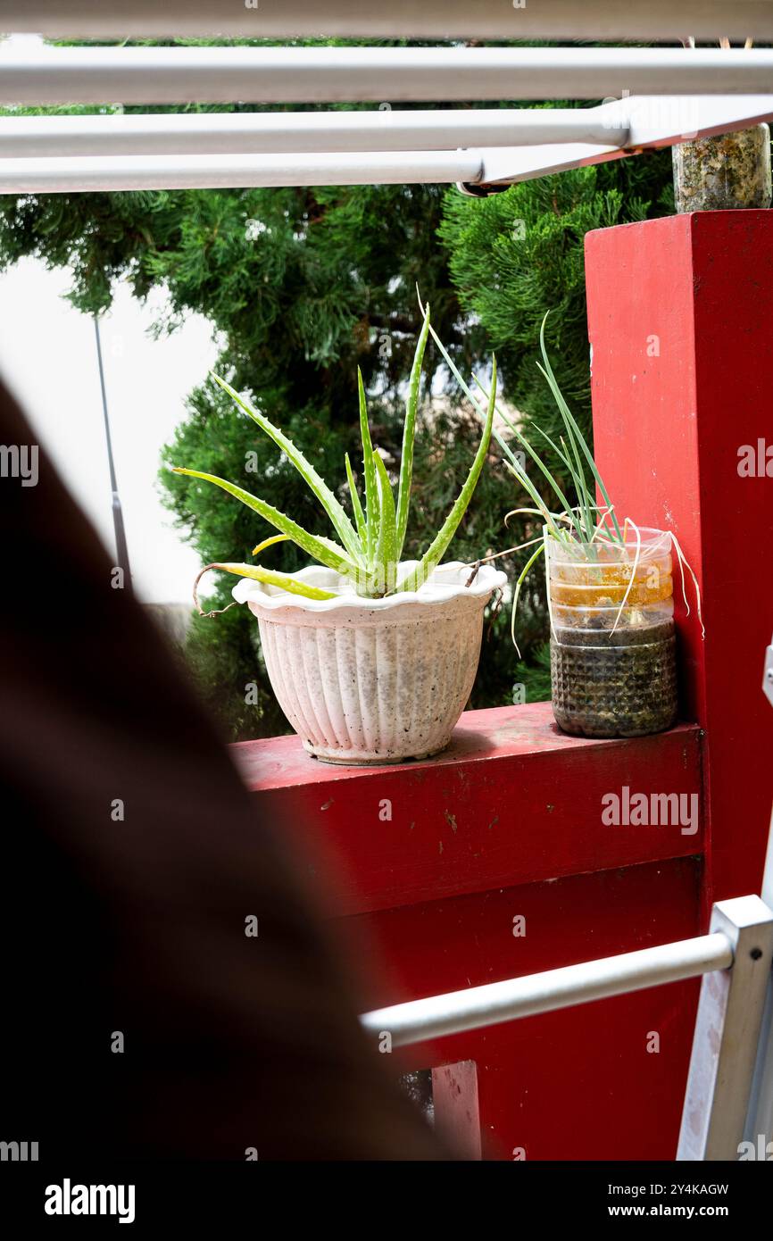 Photo of a potted aloe vera plant on the concrete fence in the yard ...