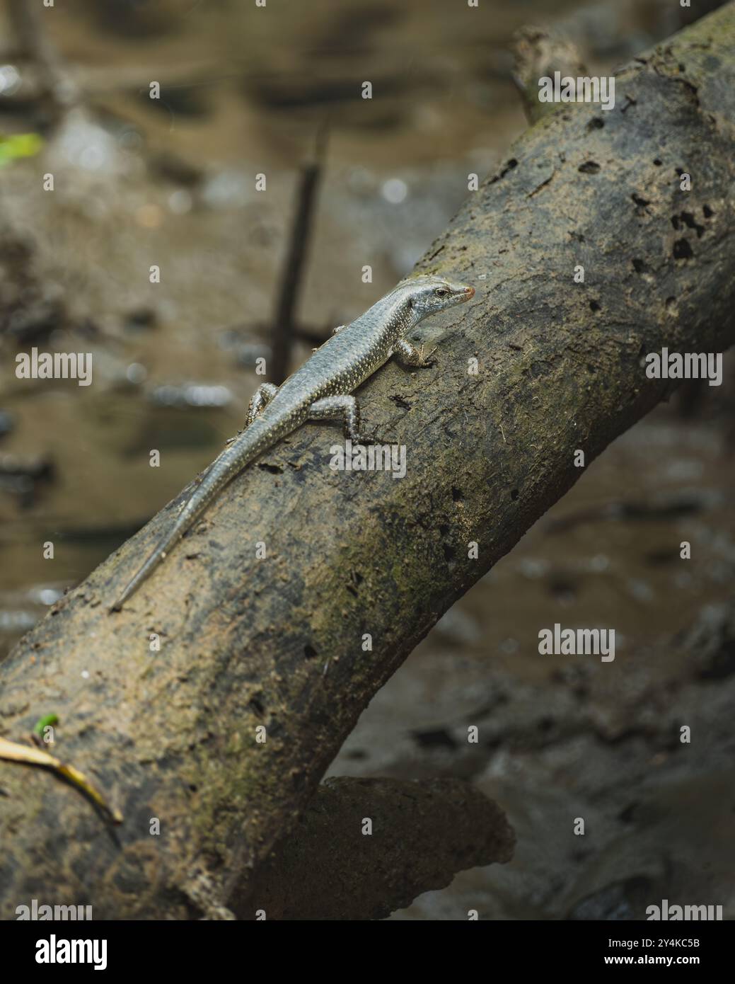 its scales blending seamlessly with the bark. This image captures the ...