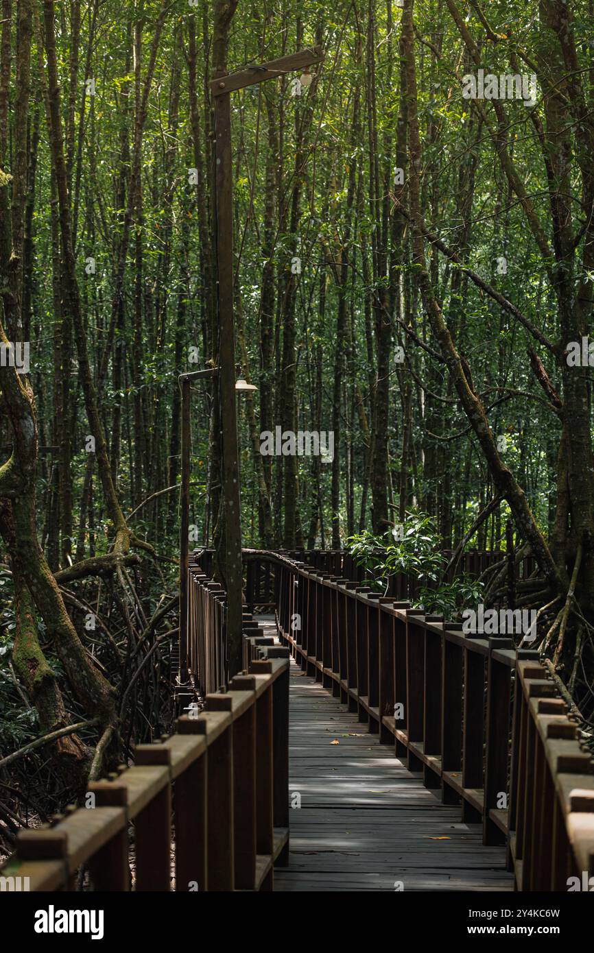 A wooden boardwalk winds through a lush mangrove forest, offering a scenic pathway for ...