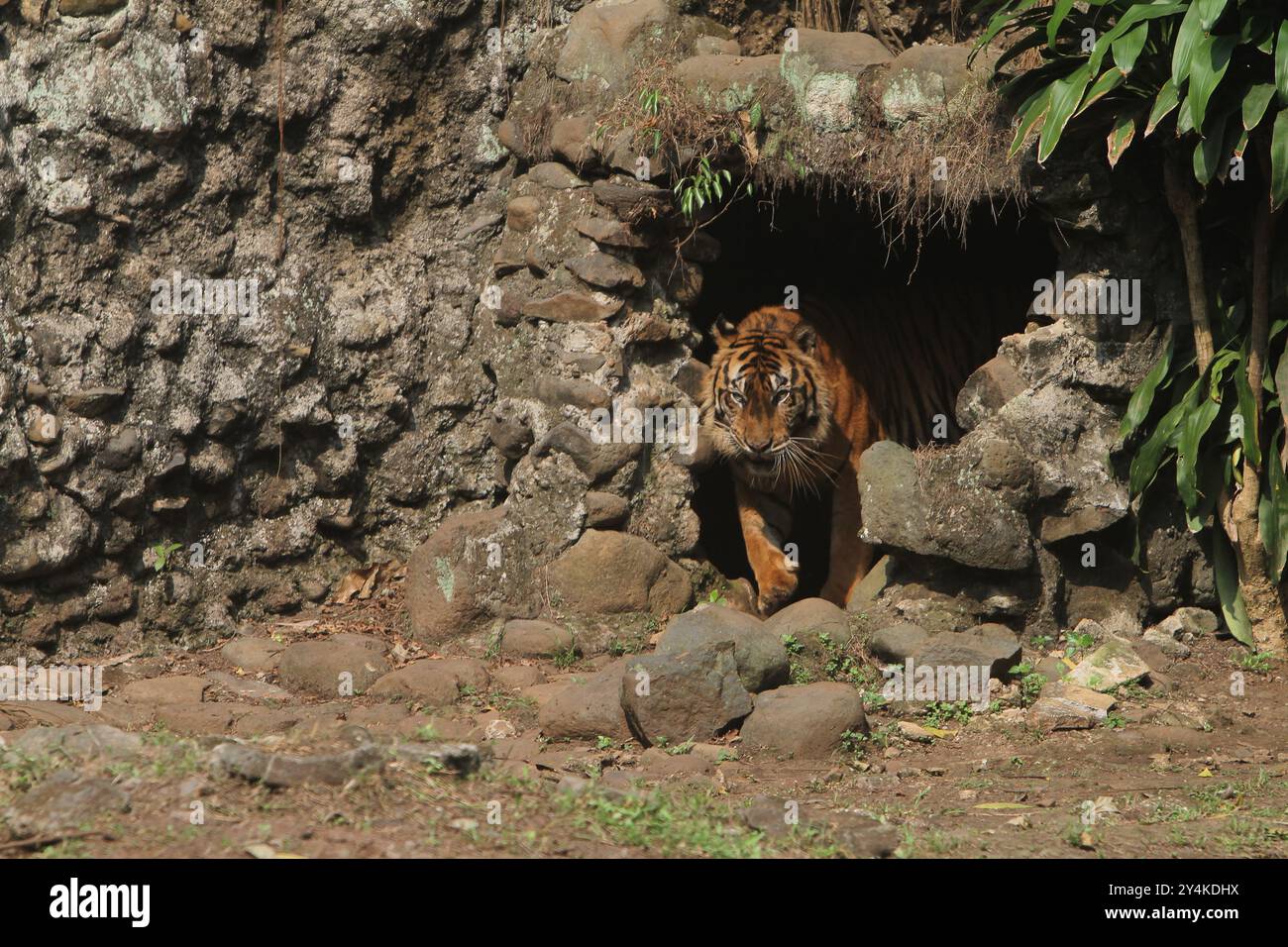 Lurking hi-res stock photography and images - Alamy