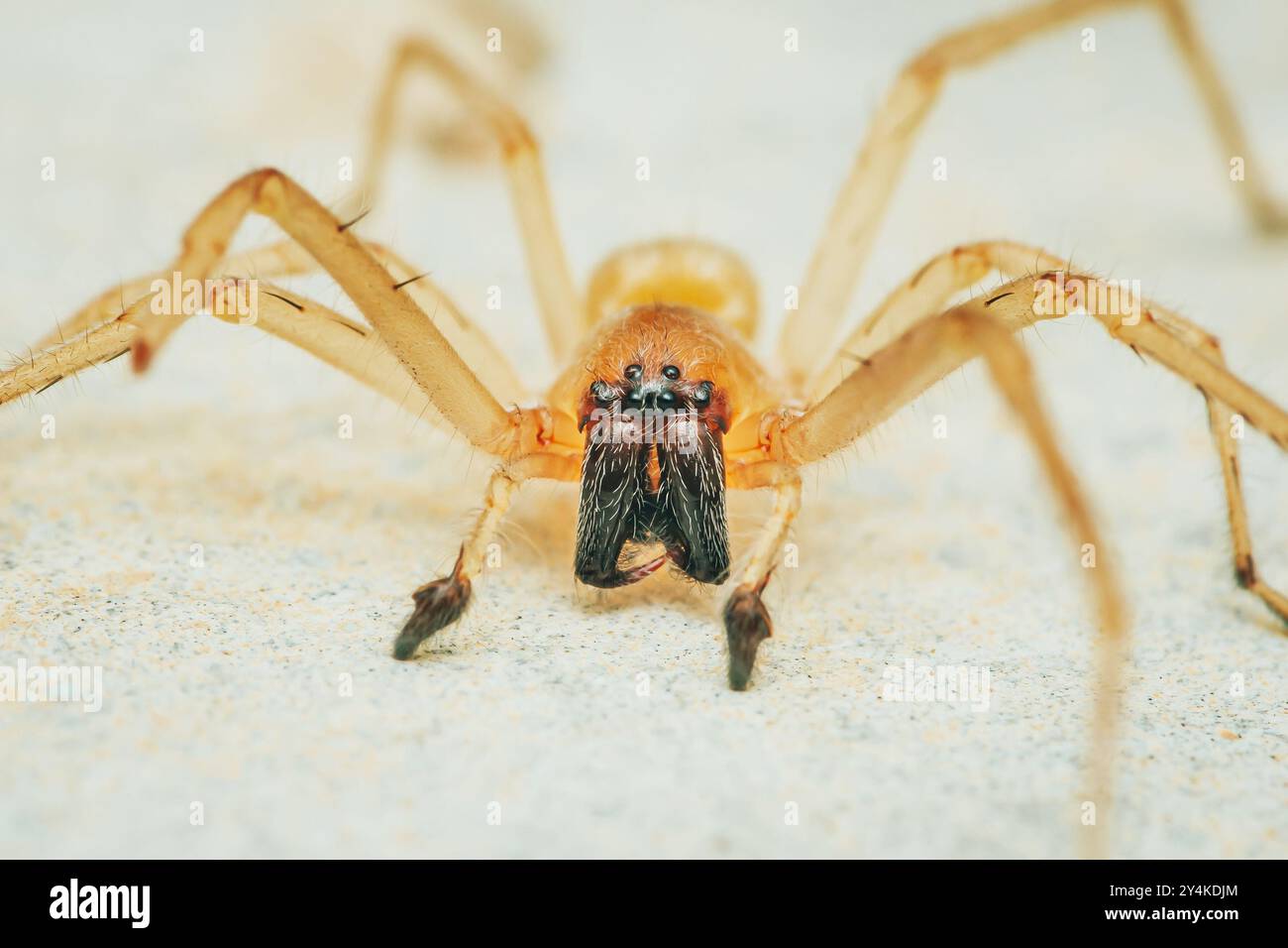 Close-up Yellow sac spider standing on a white surface, looking ...