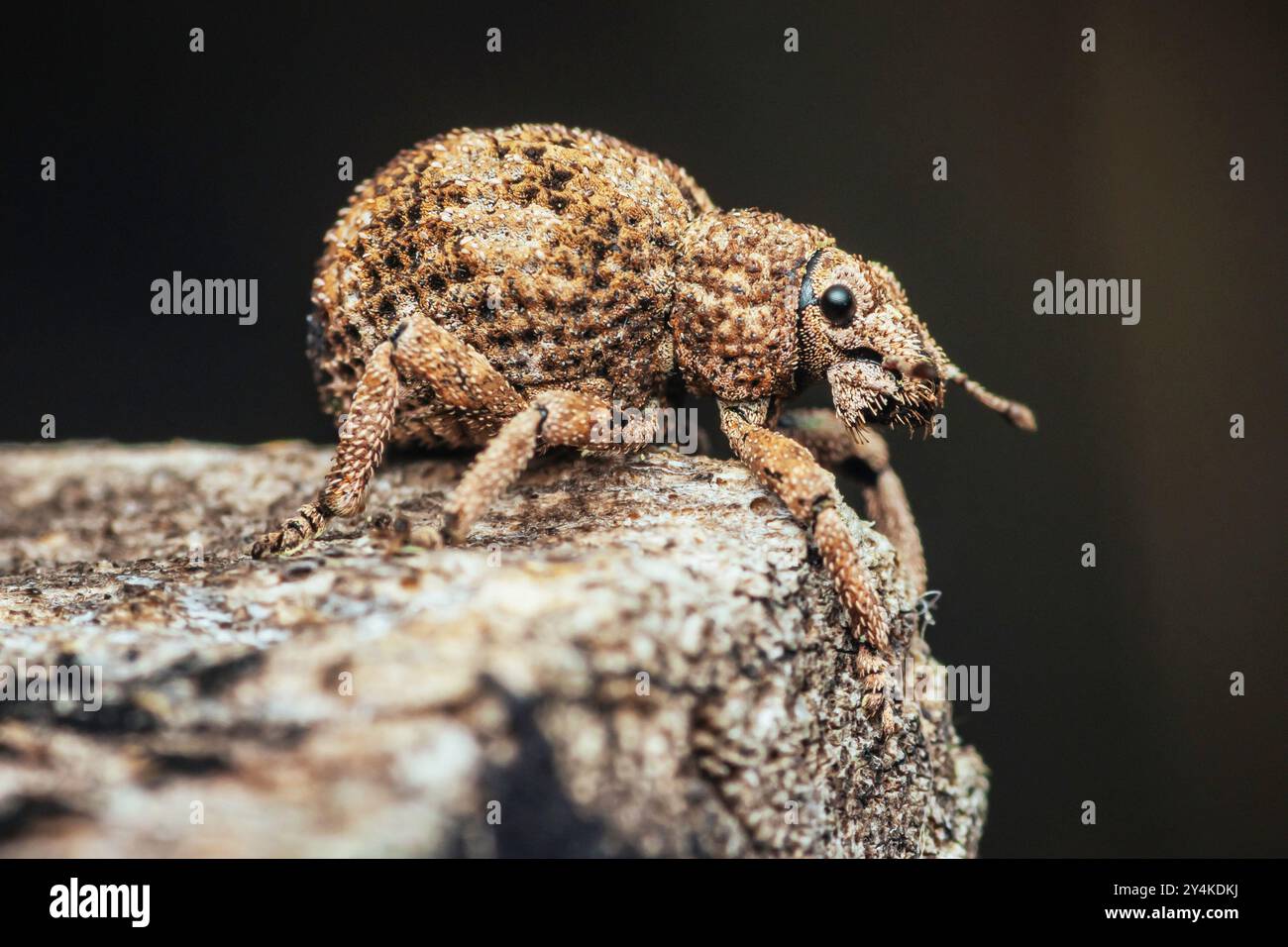 Brown weevil with a textured exoskeleton perches on wood, showcasing ...