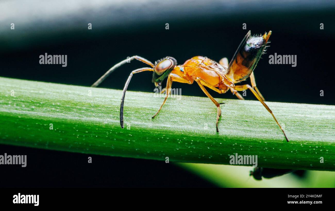 Macro photograph of an orange wasp standing on a green plant with ...