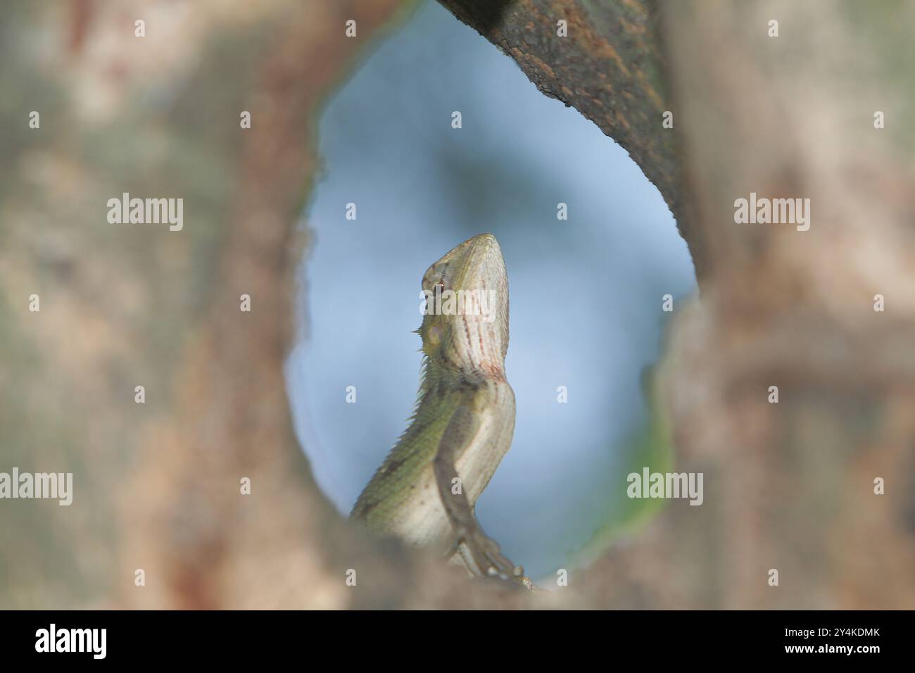 Hunting gecko hi-res stock photography and images - Alamy