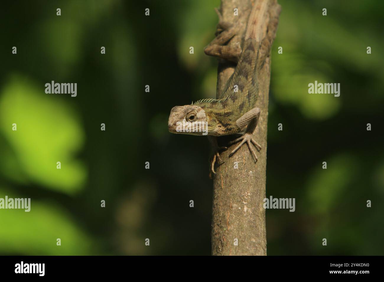 Hunting gecko hi-res stock photography and images - Alamy