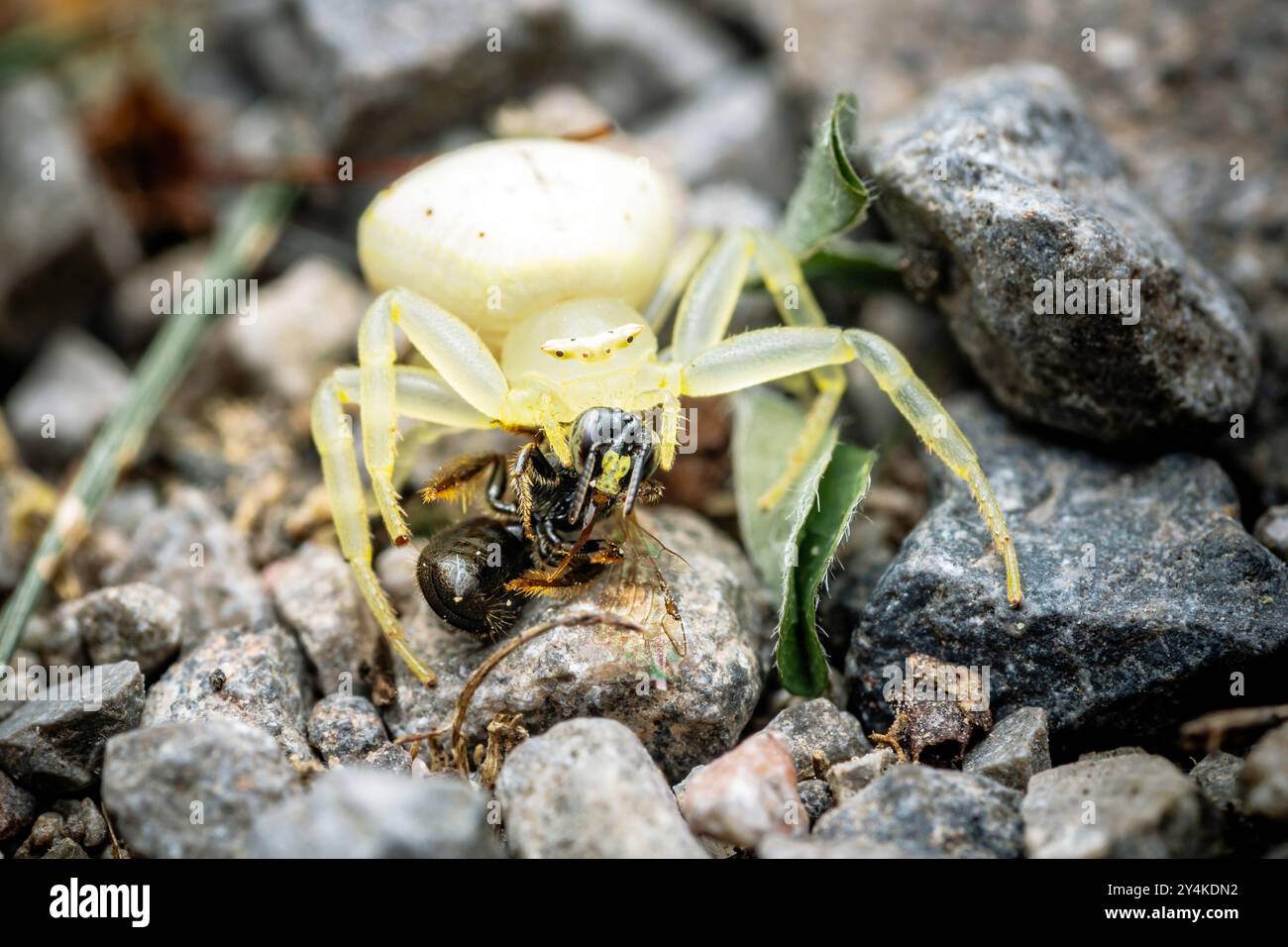 White goldenrod crab spider is holding and eating a bumblebee while ...