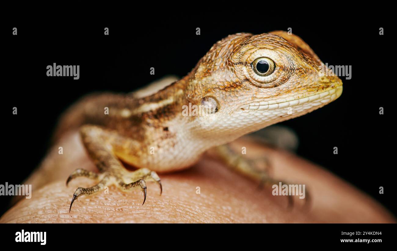 Small lizard is standing on the hand of a biologist, showing its ...