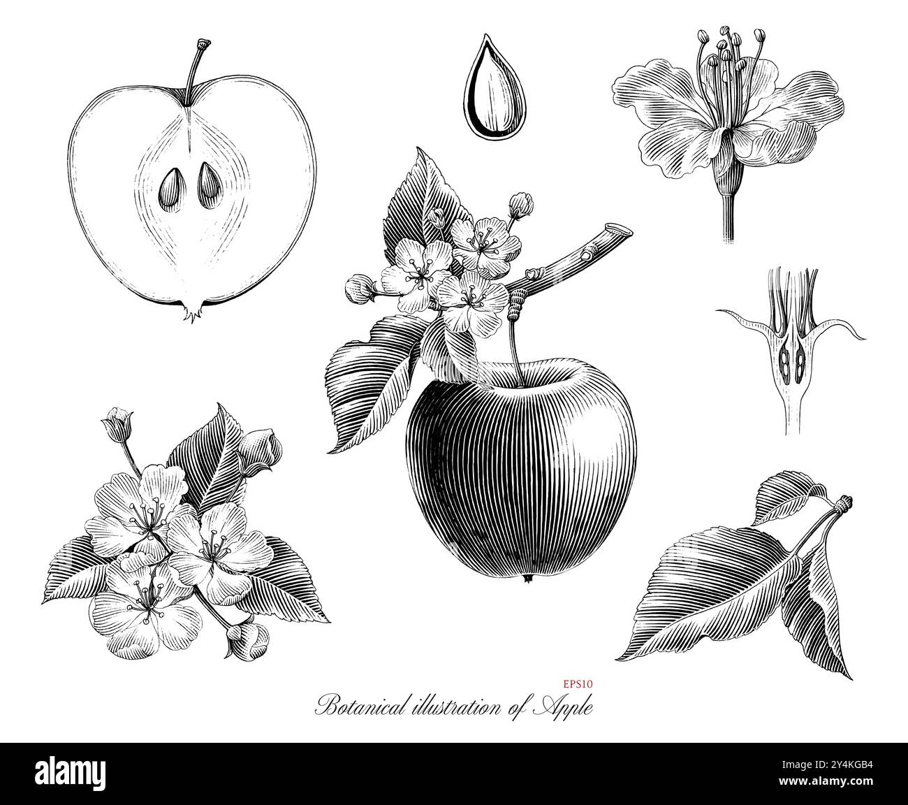 Botanical illustration of Apple black and white clip art isolated on ...
