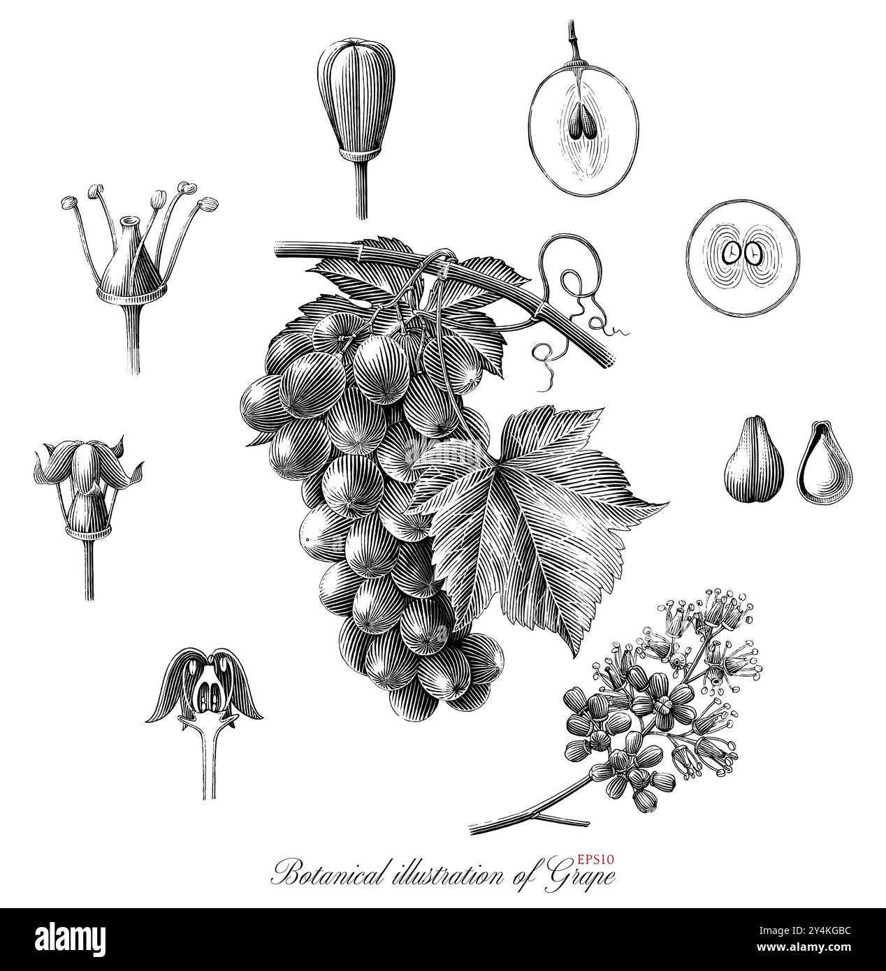 Botanical illustration of Grape black and white clip art isolated on ...