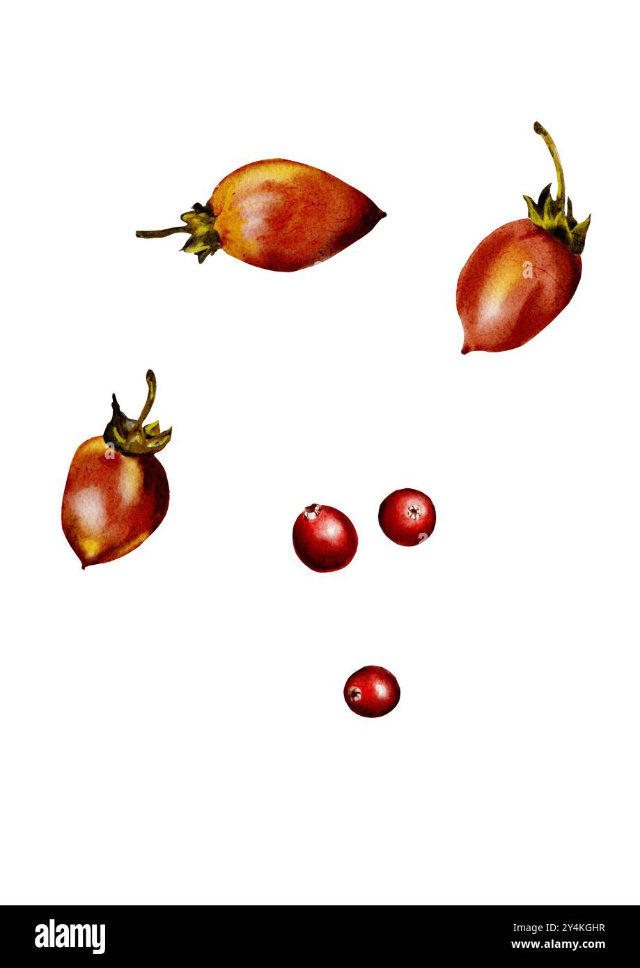 set of autumn berries. Berries large and small. Red and brown. The ...