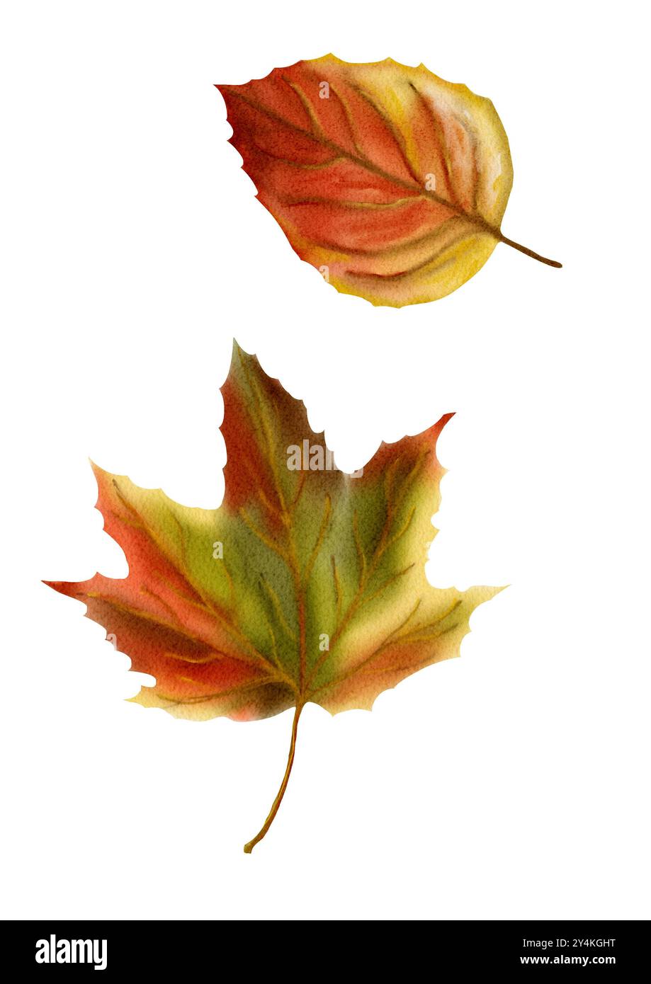 Set of autumn leaves. Maple and birch. Angular and rounded leaf. Yellow ...