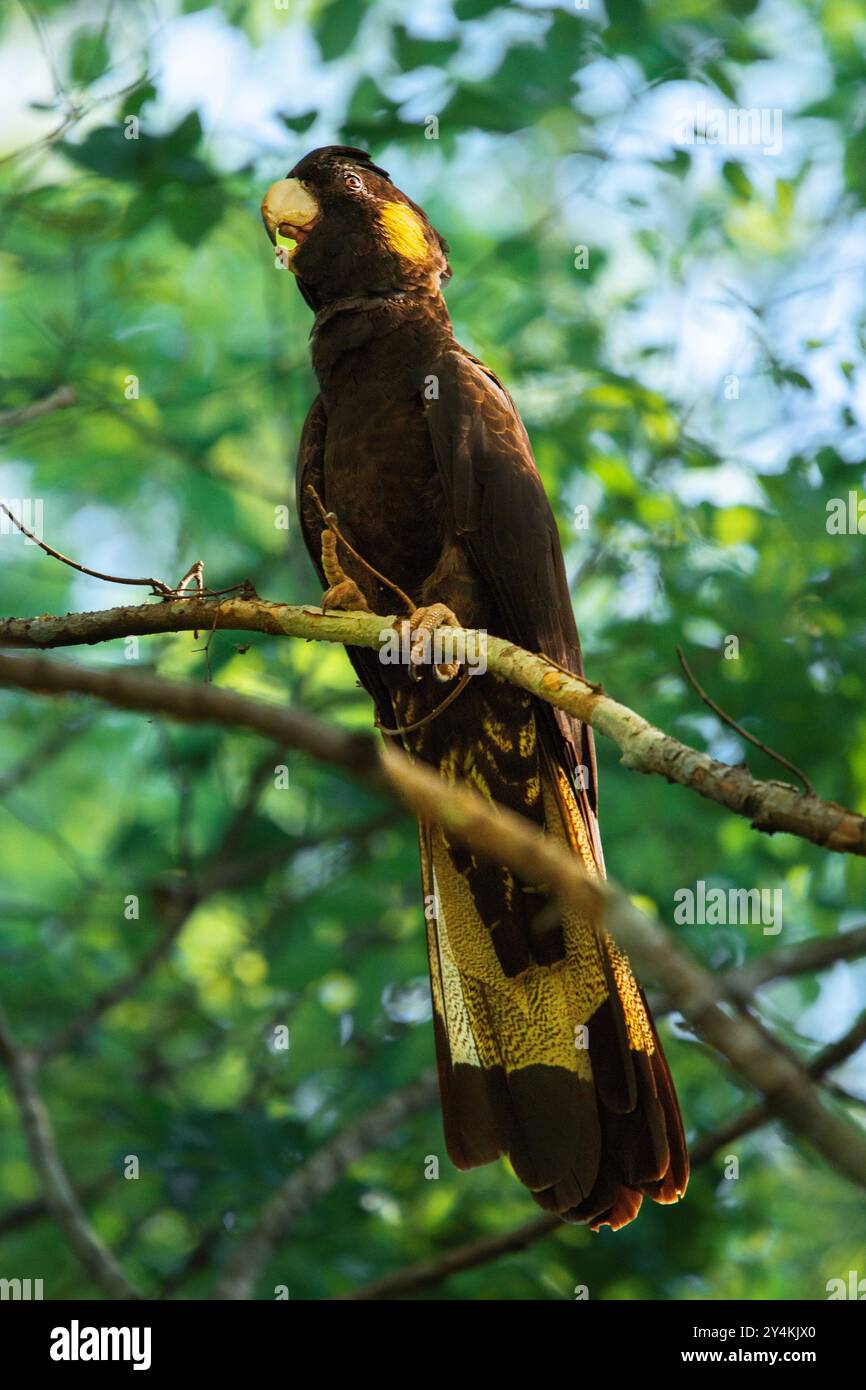 The yellow-tailed black cockatoo is a large cockatoo native to the ...