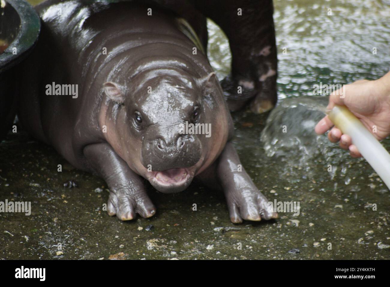 Bang Phra, Thailand. 18th Sep, 2024. Two-month-old pygmy hippo Moo Deng ...