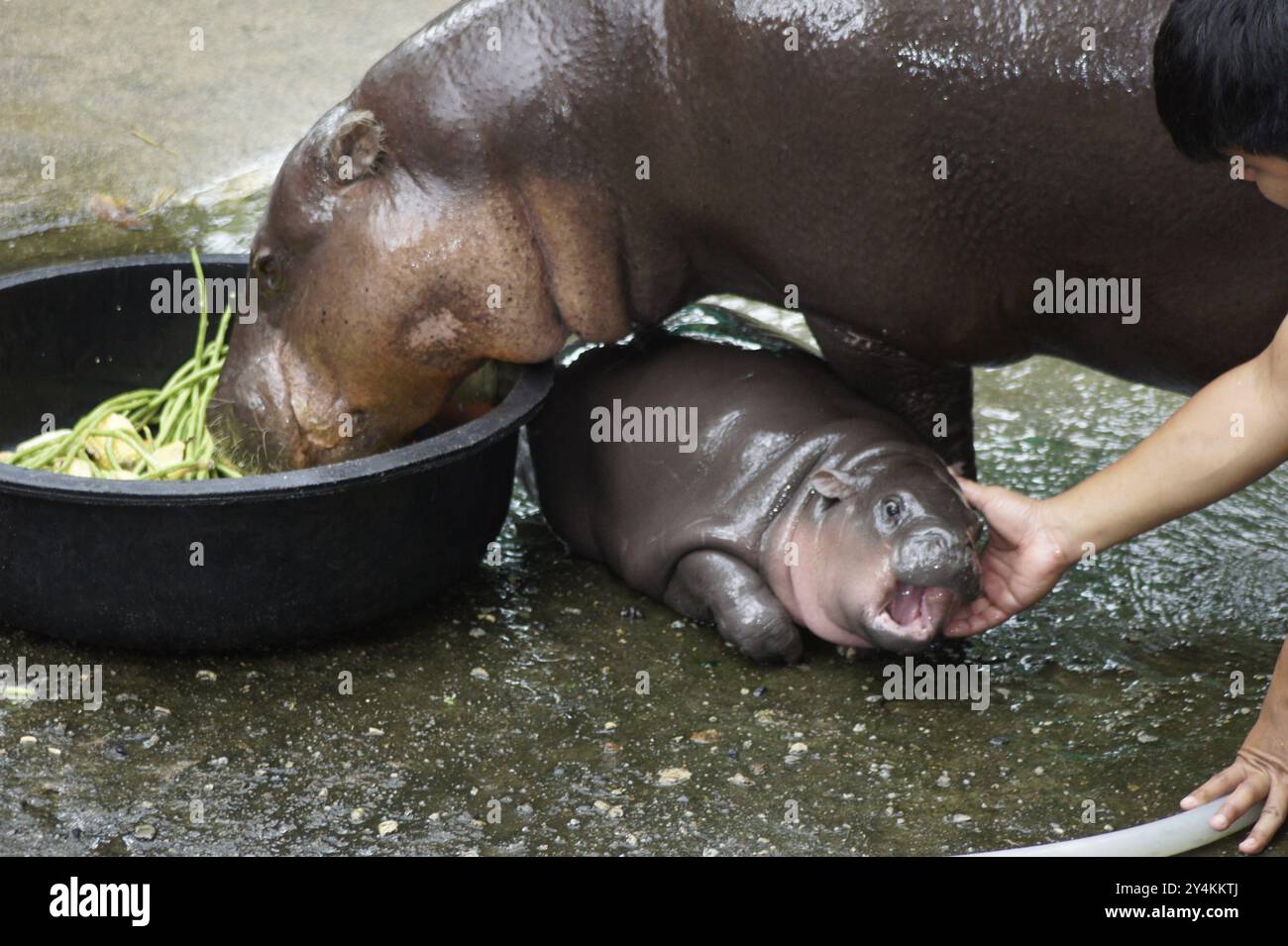 Bang Phra, Thailand. 18th Sep, 2024. Two-month-old pygmy hippo Moo Deng ...