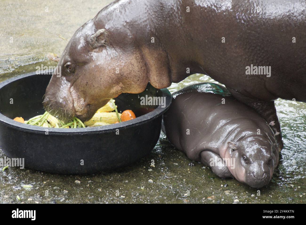 Bang Phra, Thailand. 18th Sep, 2024. Two-month-old pygmy hippo Moo Deng ...
