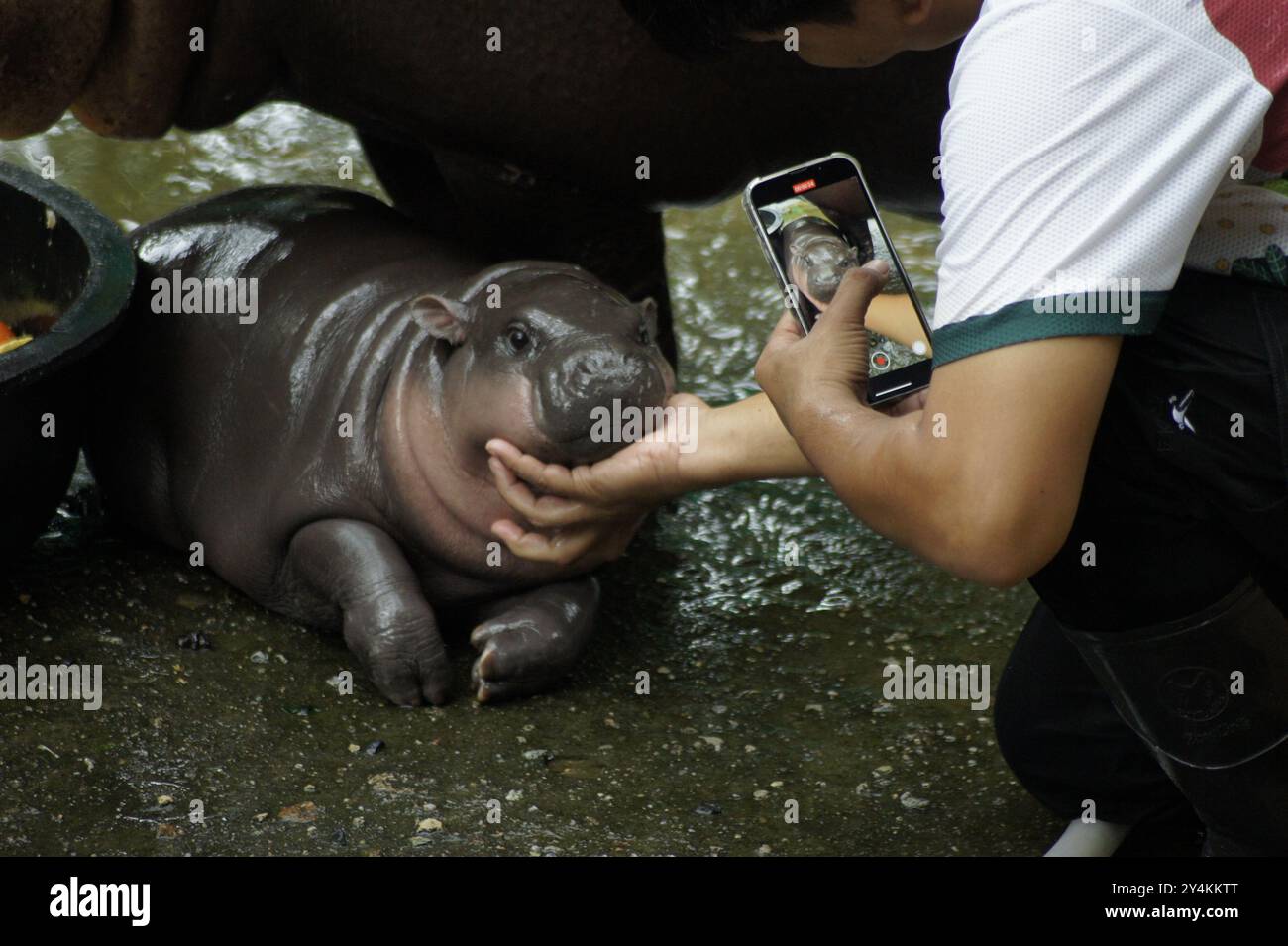 Bang Phra, Thailand. 18th Sep, 2024. Two-month-old pygmy hippo Moo Deng ...