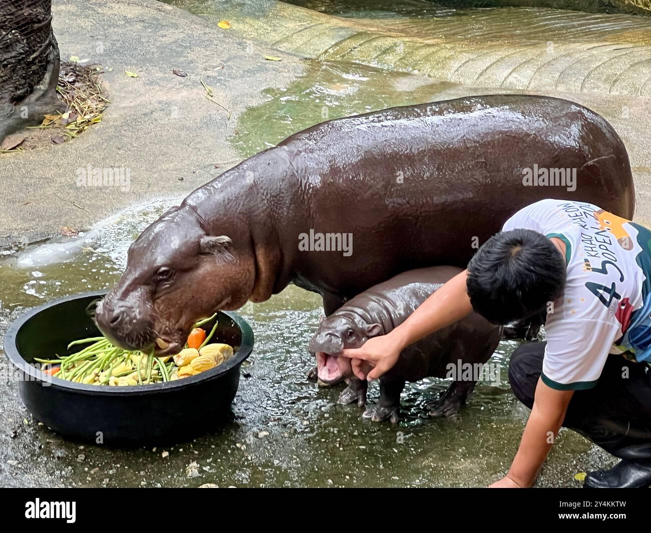 Bang Phra, Thailand. 18th Sep, 2024. Two-month-old pygmy hippo Moo Deng ...