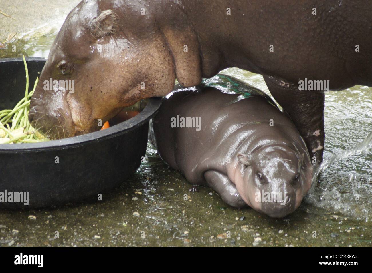 Bang Phra, Thailand. 18th Sep, 2024. Two-month-old pygmy hippo Moo Deng ...