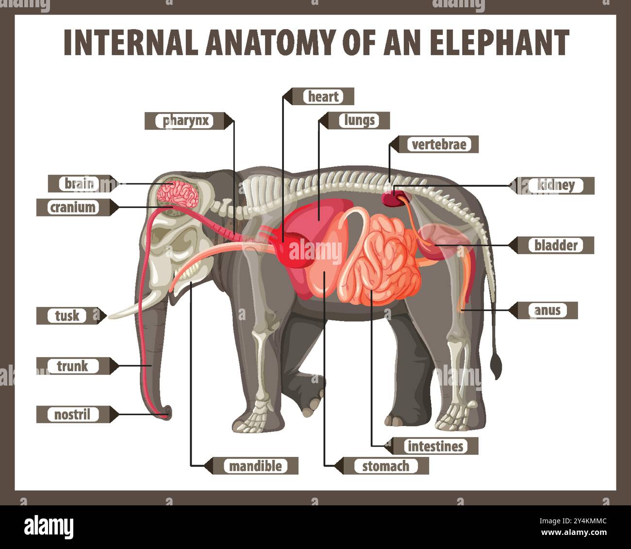 Detailed illustration of elephant's internal organs Stock Vector Image ...