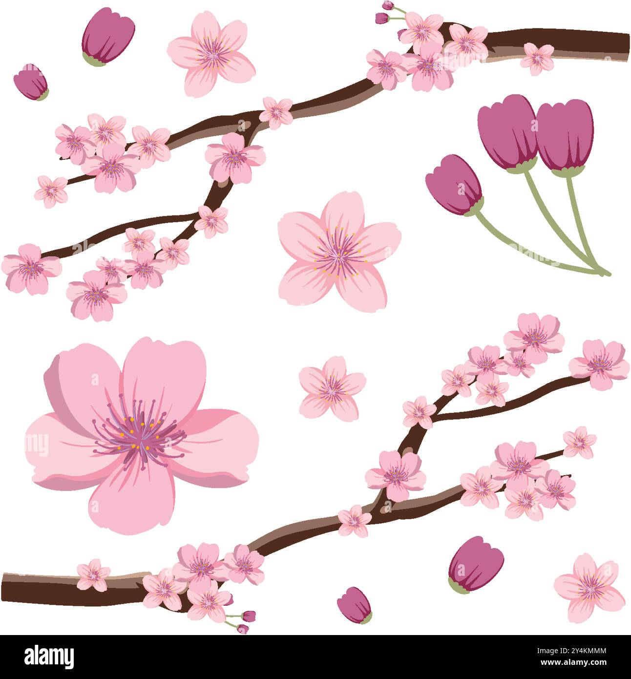 Branches cherry blossoms Stock Vector Images - Alamy