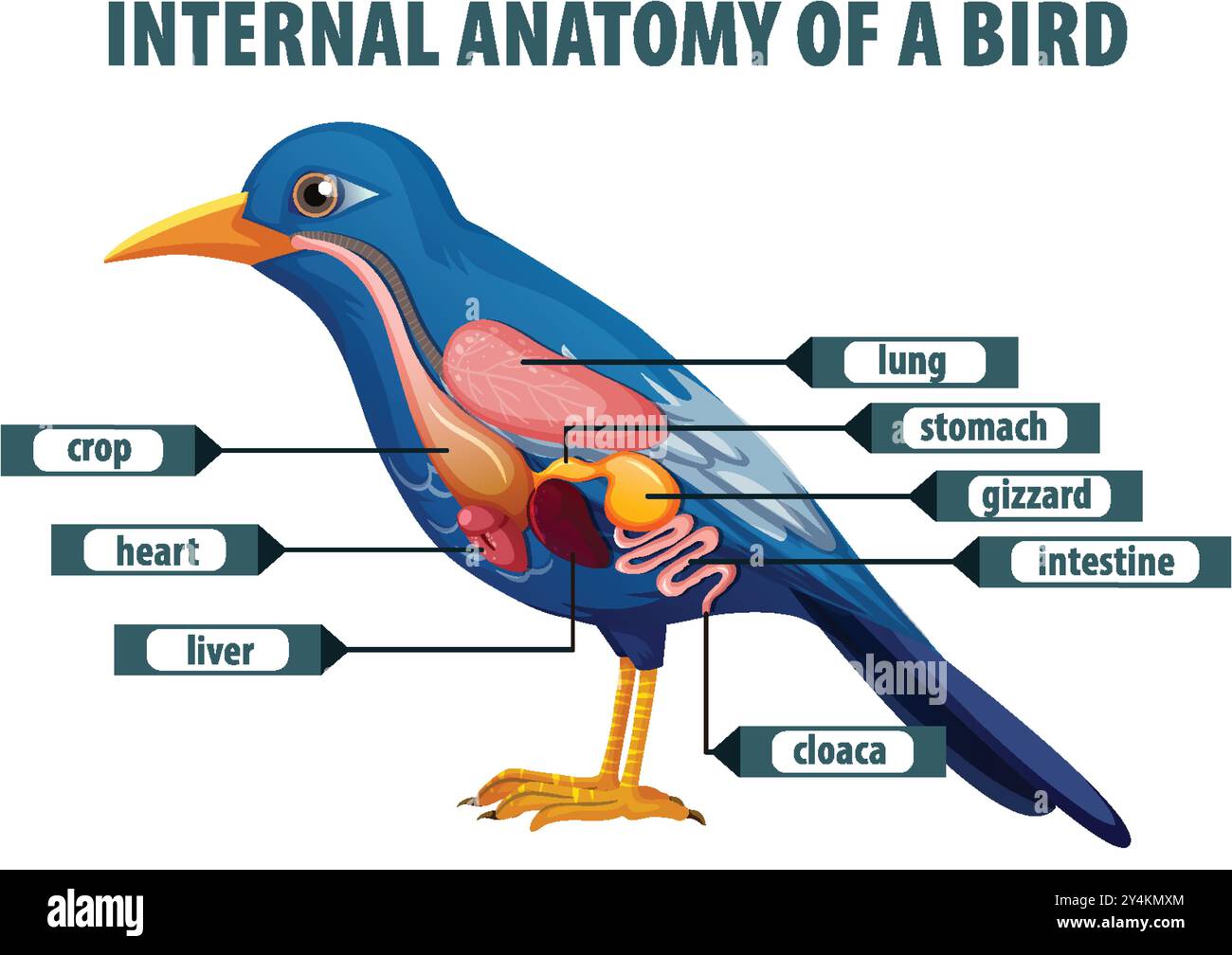 Illustration showing bird's internal organs and anatomy Stock Vector ...