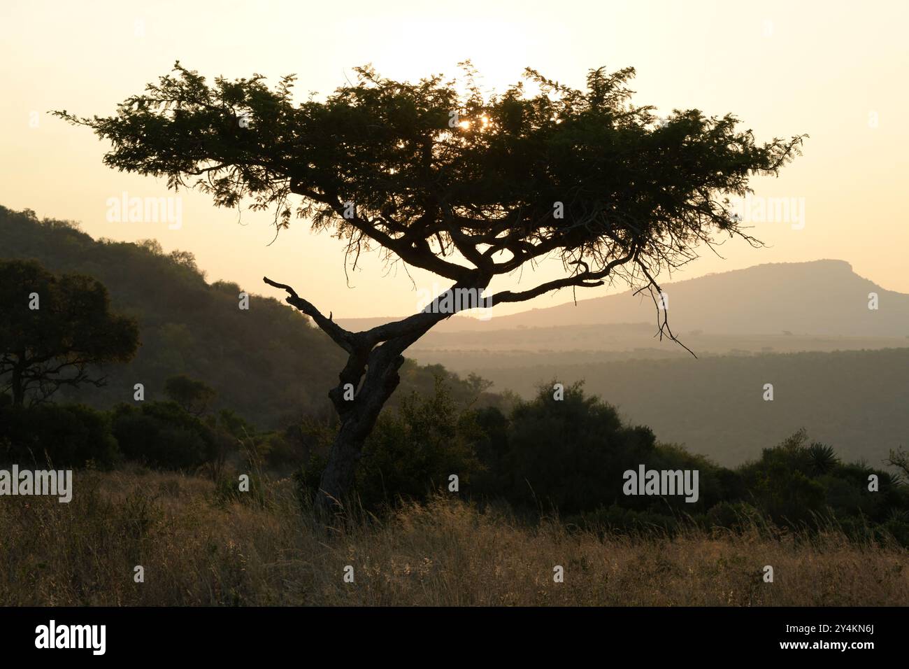 African safari sunset, tree silhouette, beauty in nature, wilderness ...