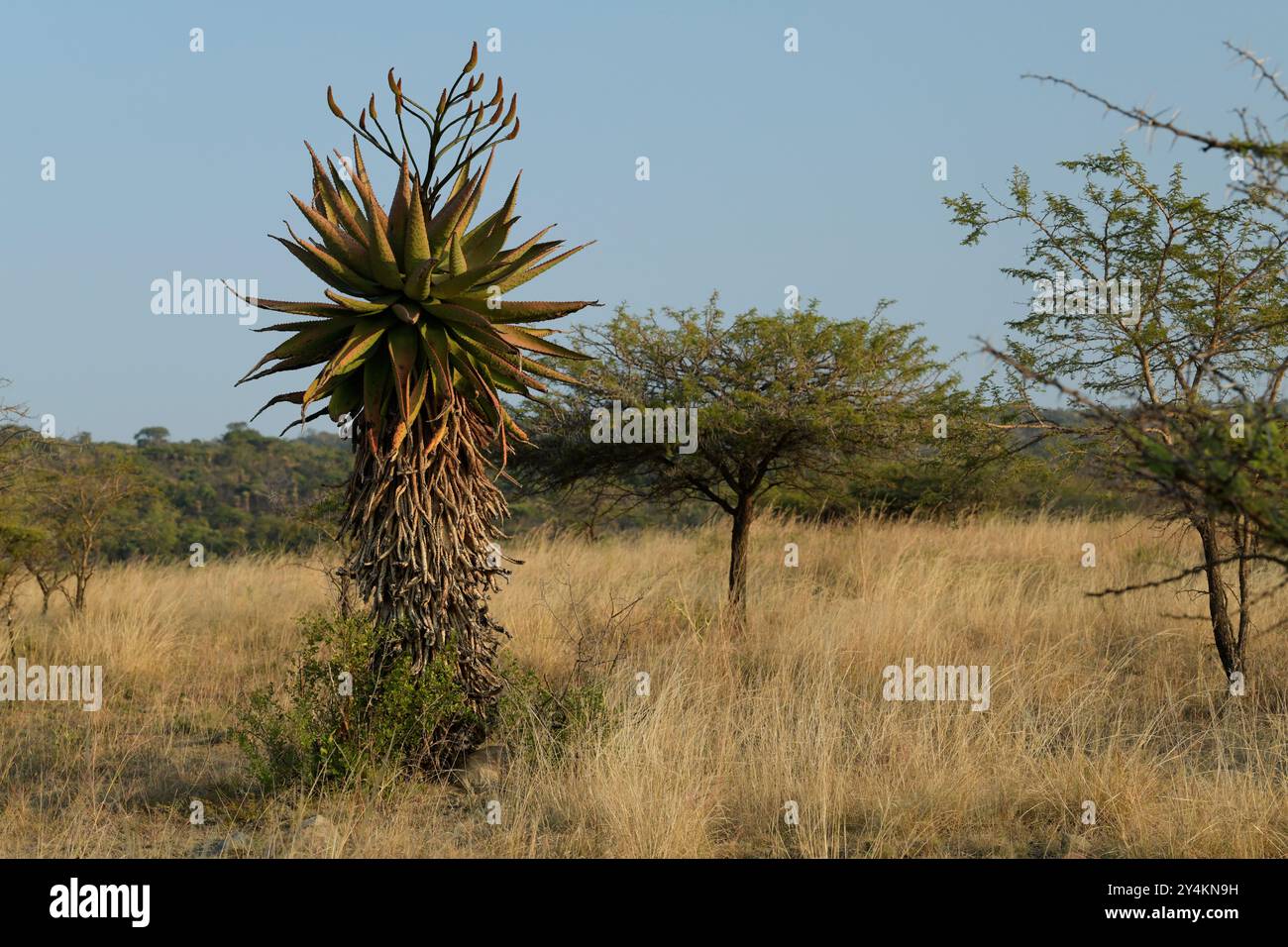 Beautiful African plant, Mountain Aloe, Aloe marlothii, leaf rosette of ...