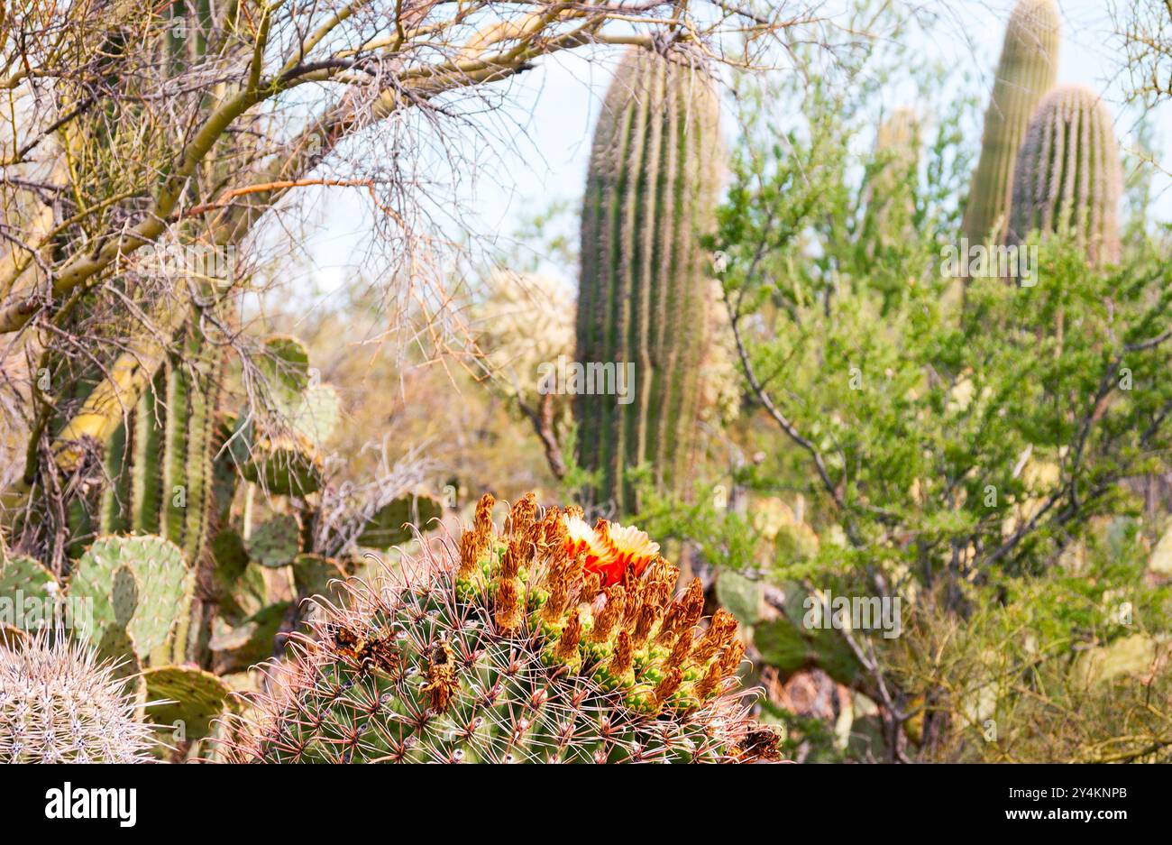 Fishook cactus hi-res stock photography and images - Alamy