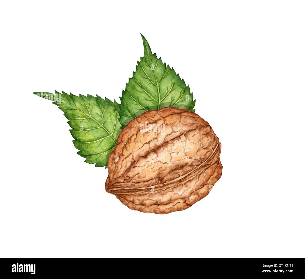 Whole walnut with leaves watercolor illustration isolated from ...
