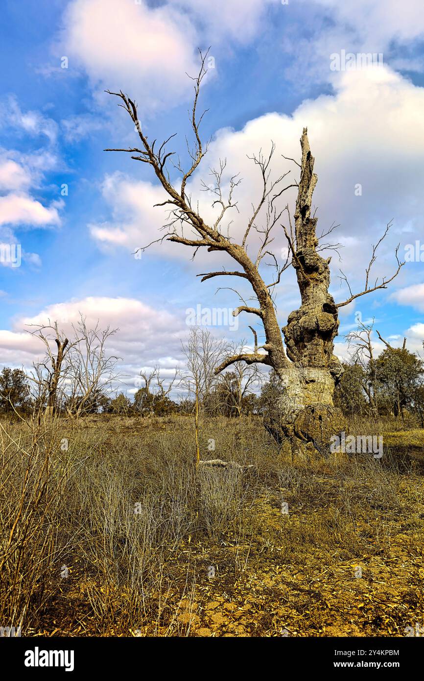 Victoria australia landscape tree hi-res stock photography and images ...