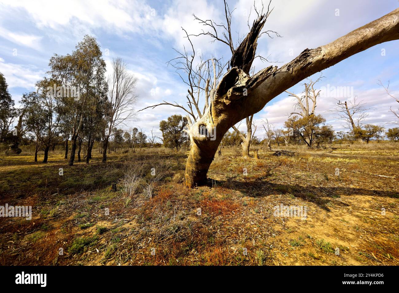 Victoria australia landscape tree hi-res stock photography and images ...