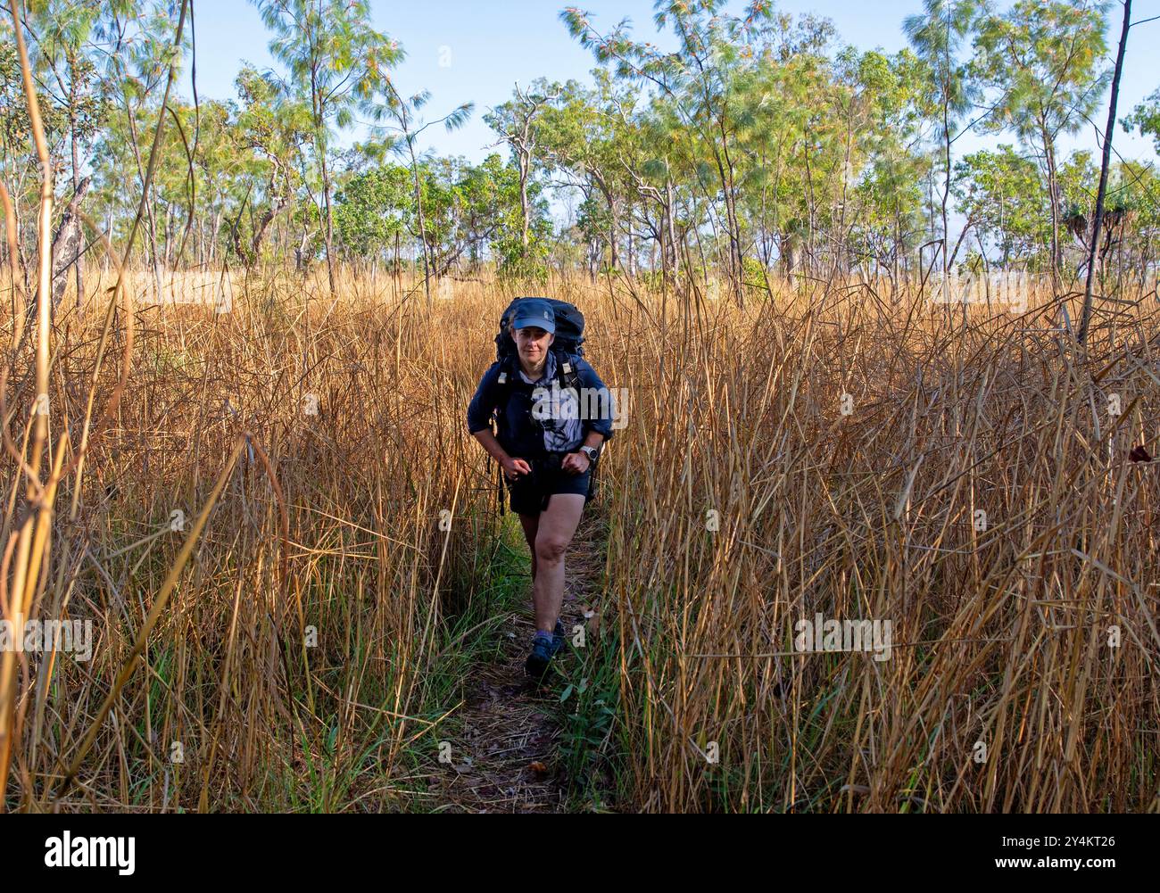 Hiking through speargrass on the Tabletop Track Stock Photo - Alamy