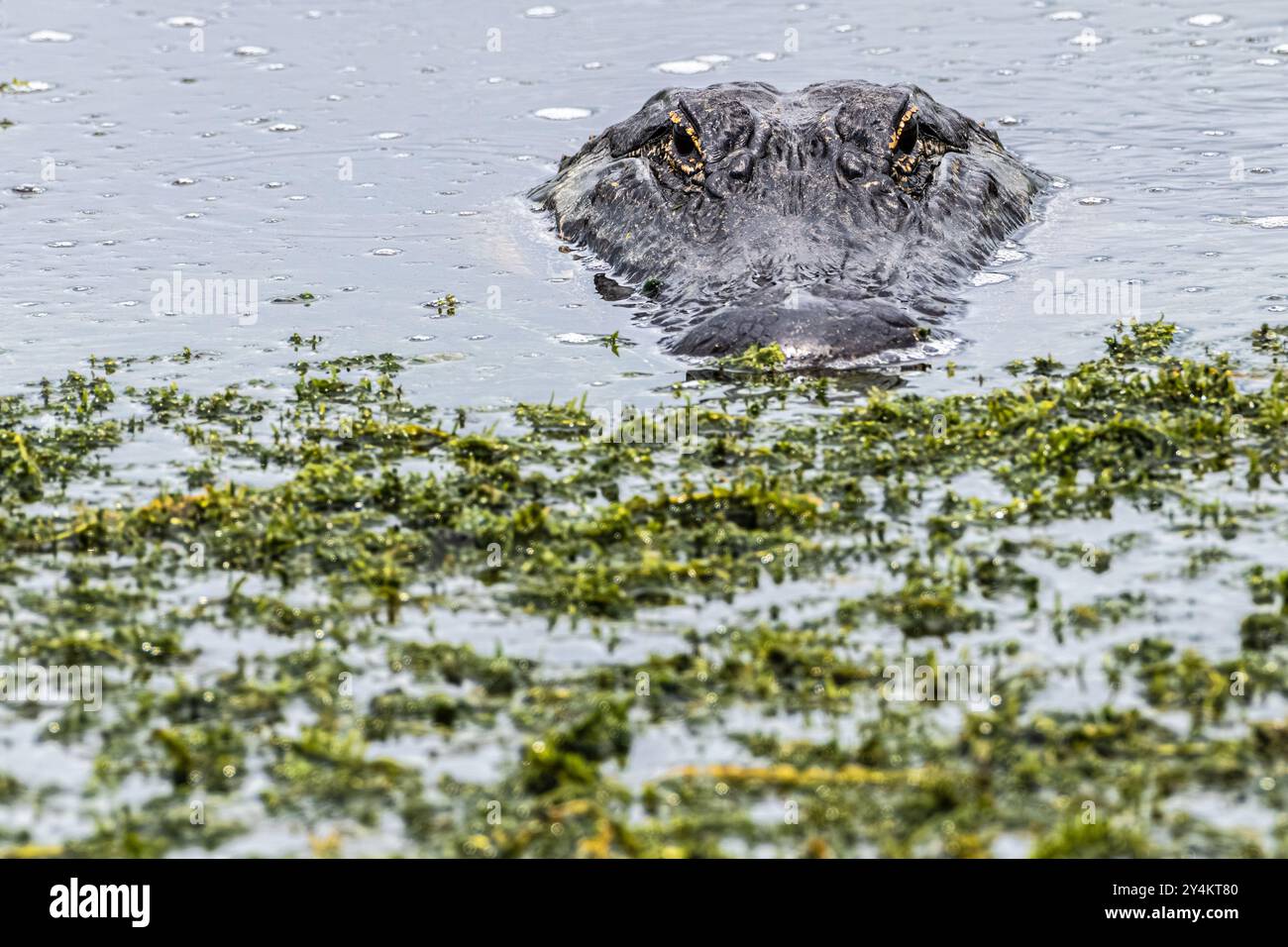 Florida alligator (Alligator mississippiensis) with a menacing stare ...
