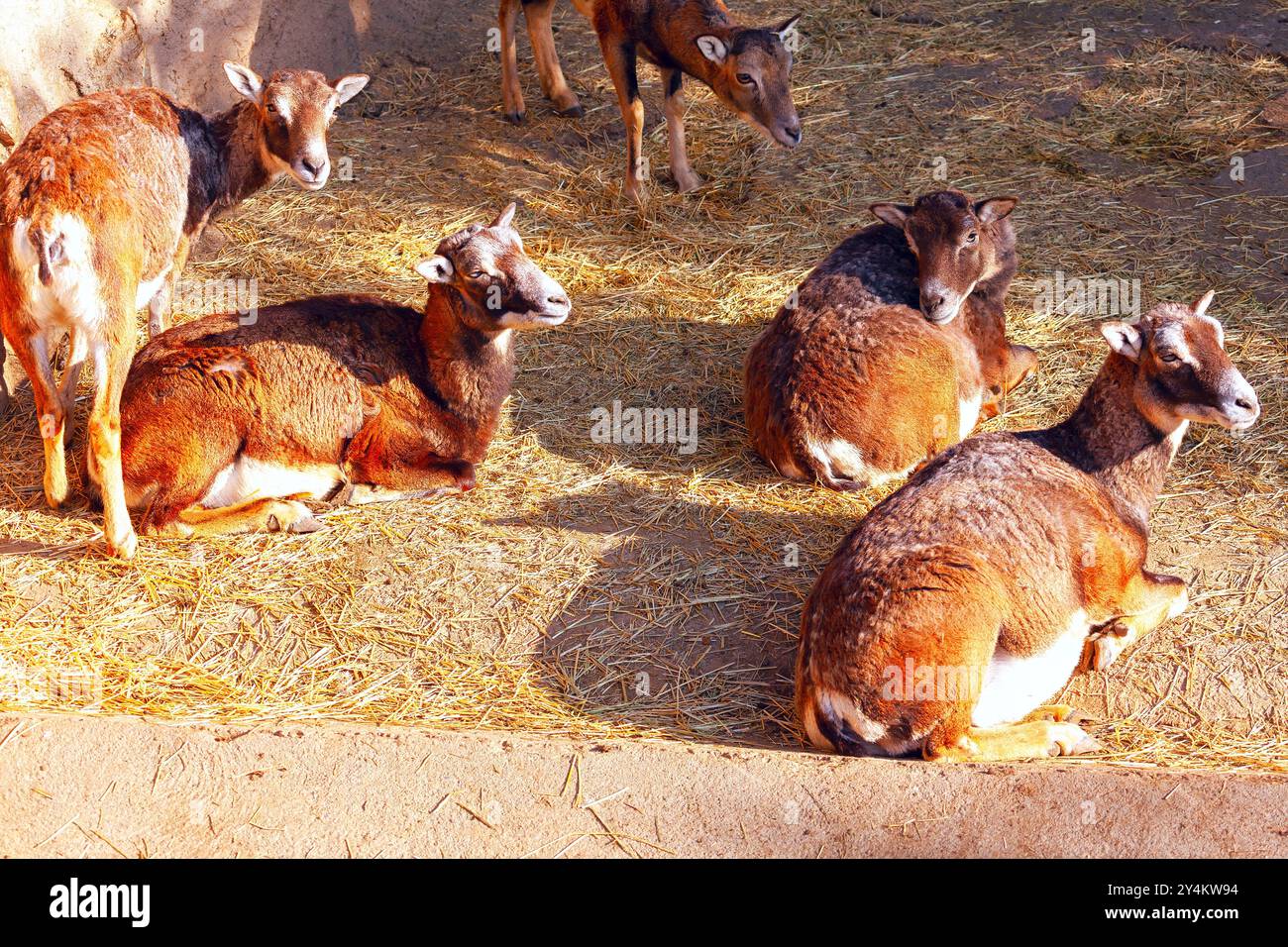 Group of goats are laying down on the ground. Domestic animals at farm ...