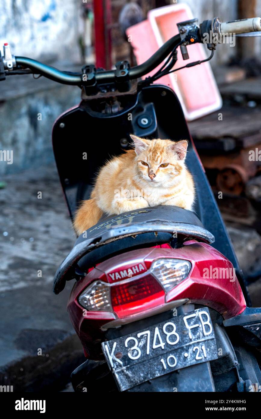 Cat on motorbike hi-res stock photography and images - Alamy
