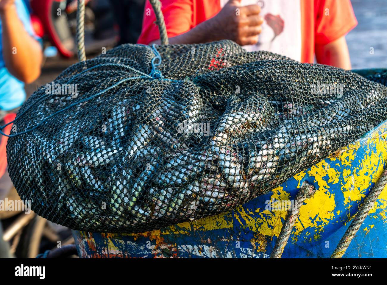 Fish in net Stock Photo - Alamy