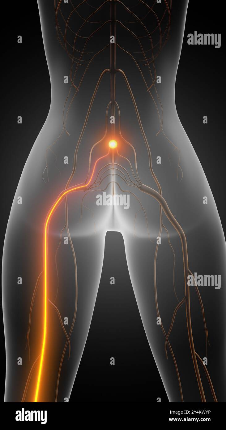 Lower leg anatomy hi-res stock photography and images - Alamy
