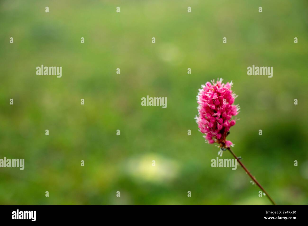 Pink persicaria affinis dimity in Georgia Stock Photo - Alamy