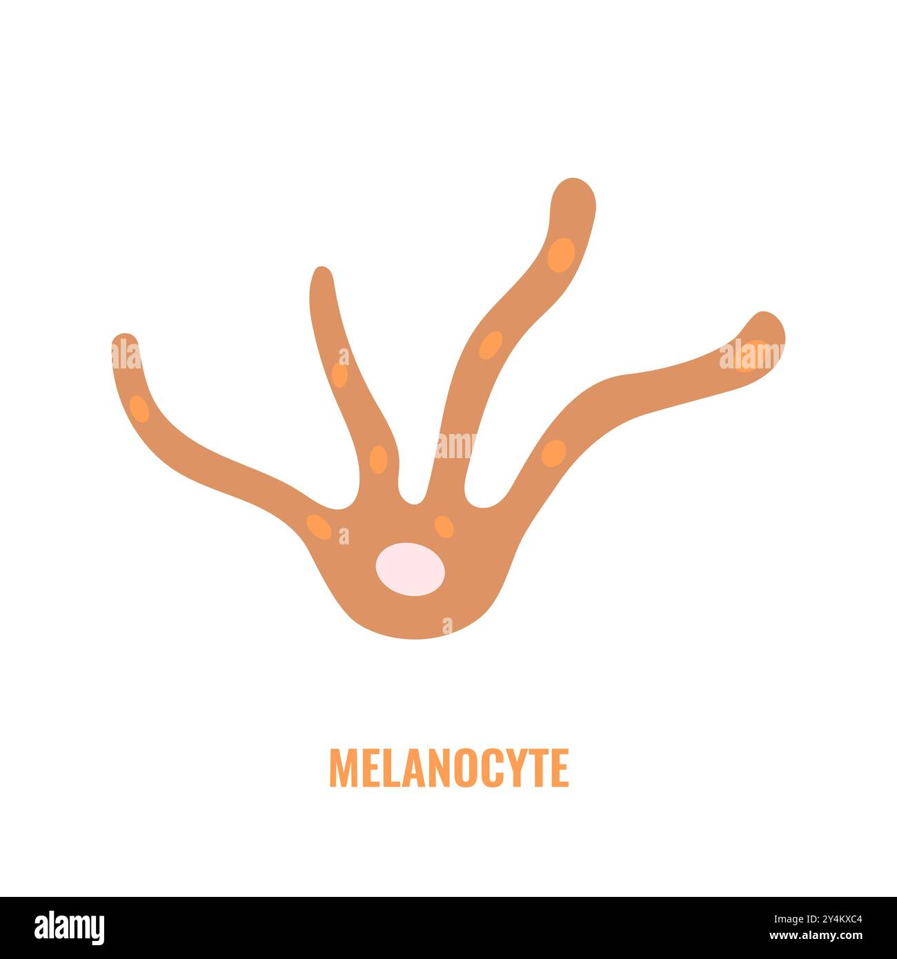 Melanocyte biology and skin tone pigmentation diagram Stock Vector ...