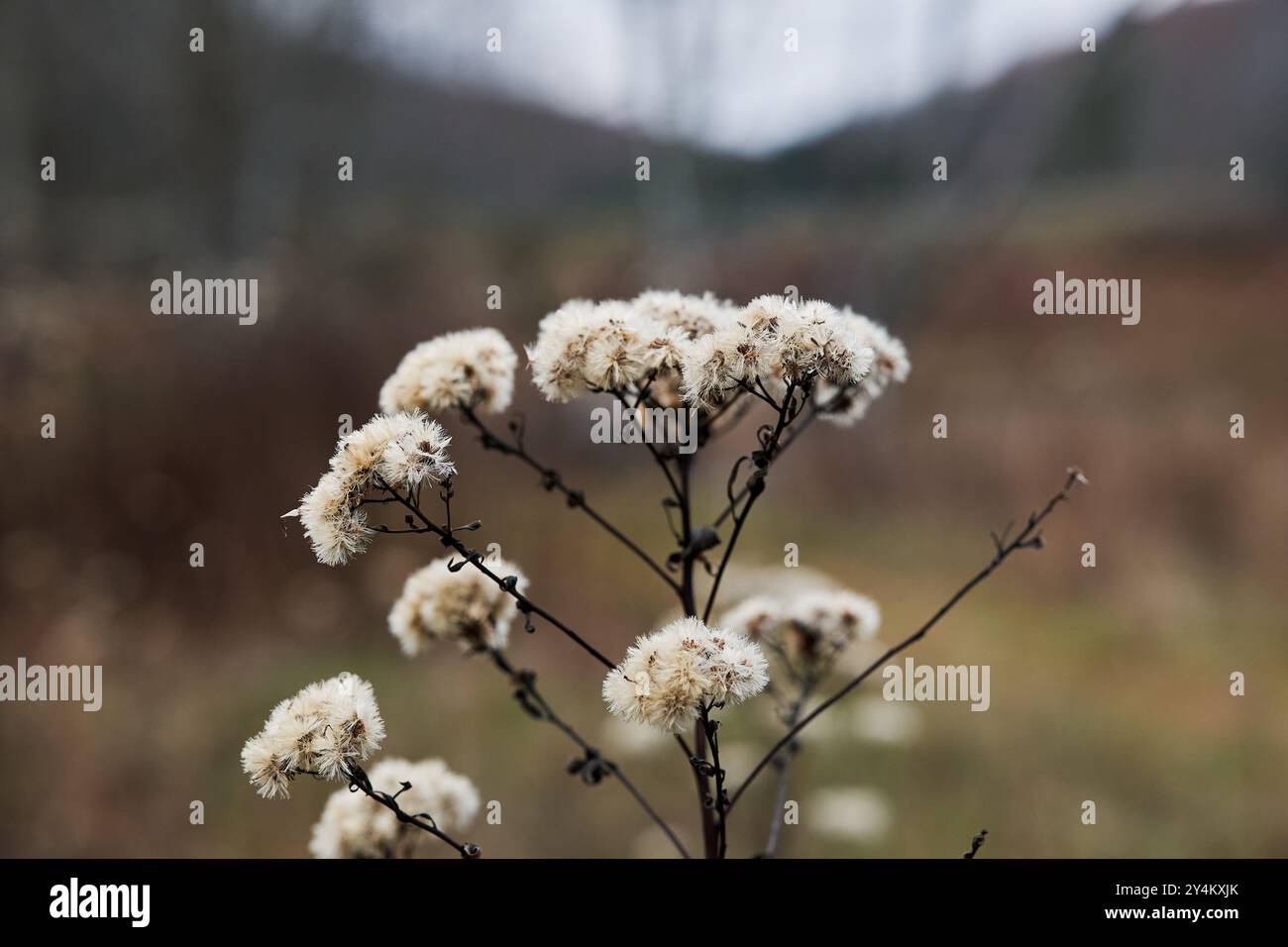 Monterey, VA, USA Stock Photo - Alamy