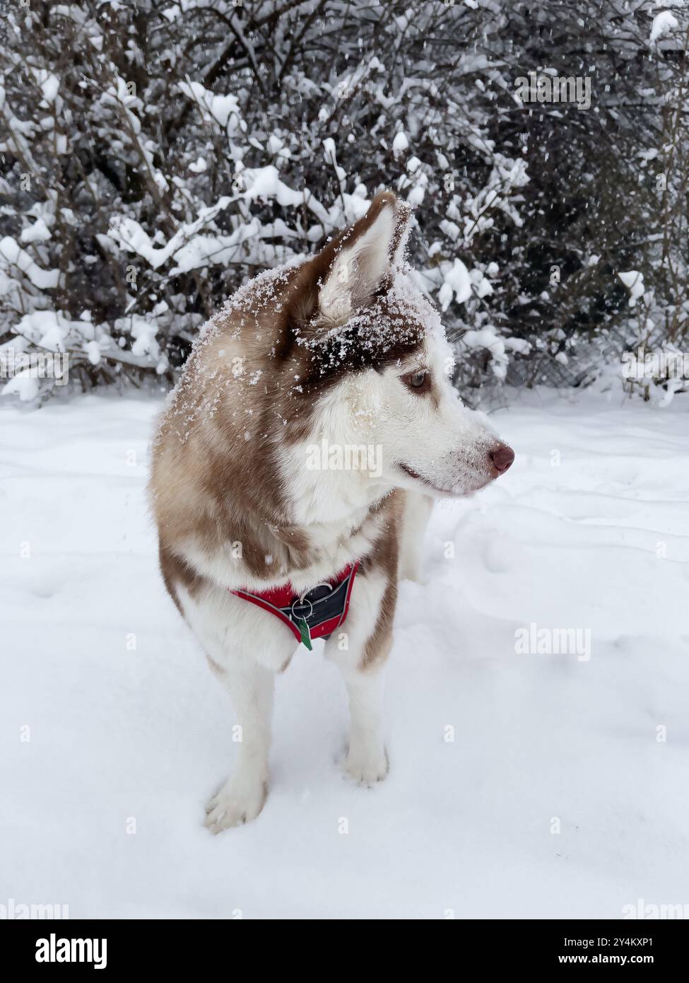 Siberian husky dog portrait in winter. Brown Siberian sled dog husky ...