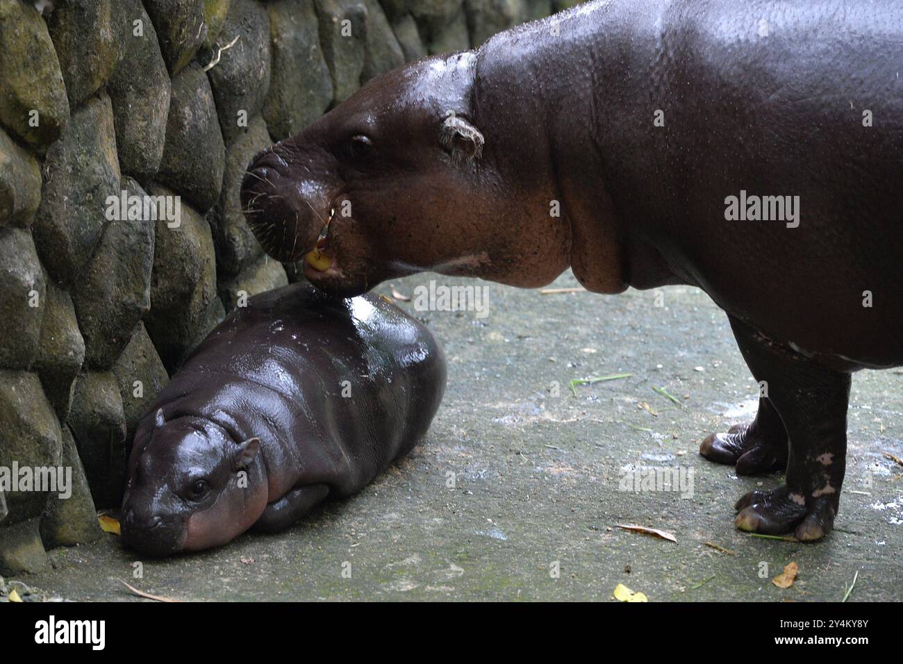 Chonburi, Deng". 10th July, 2024. "Moo Deng" is seen with her mother ...