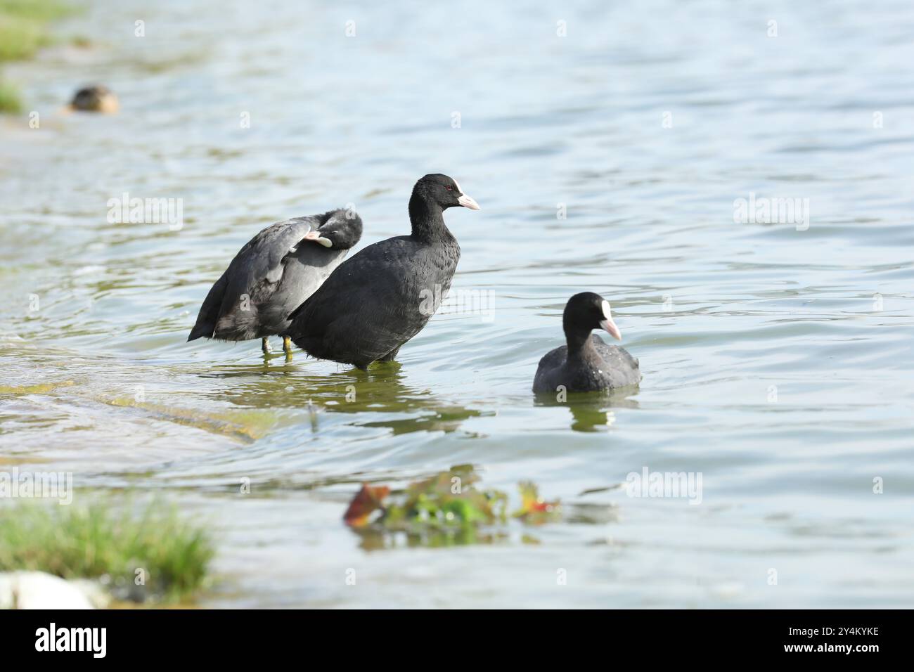 Duckling eurasian coot on lake hi-res stock photography and images - Alamy