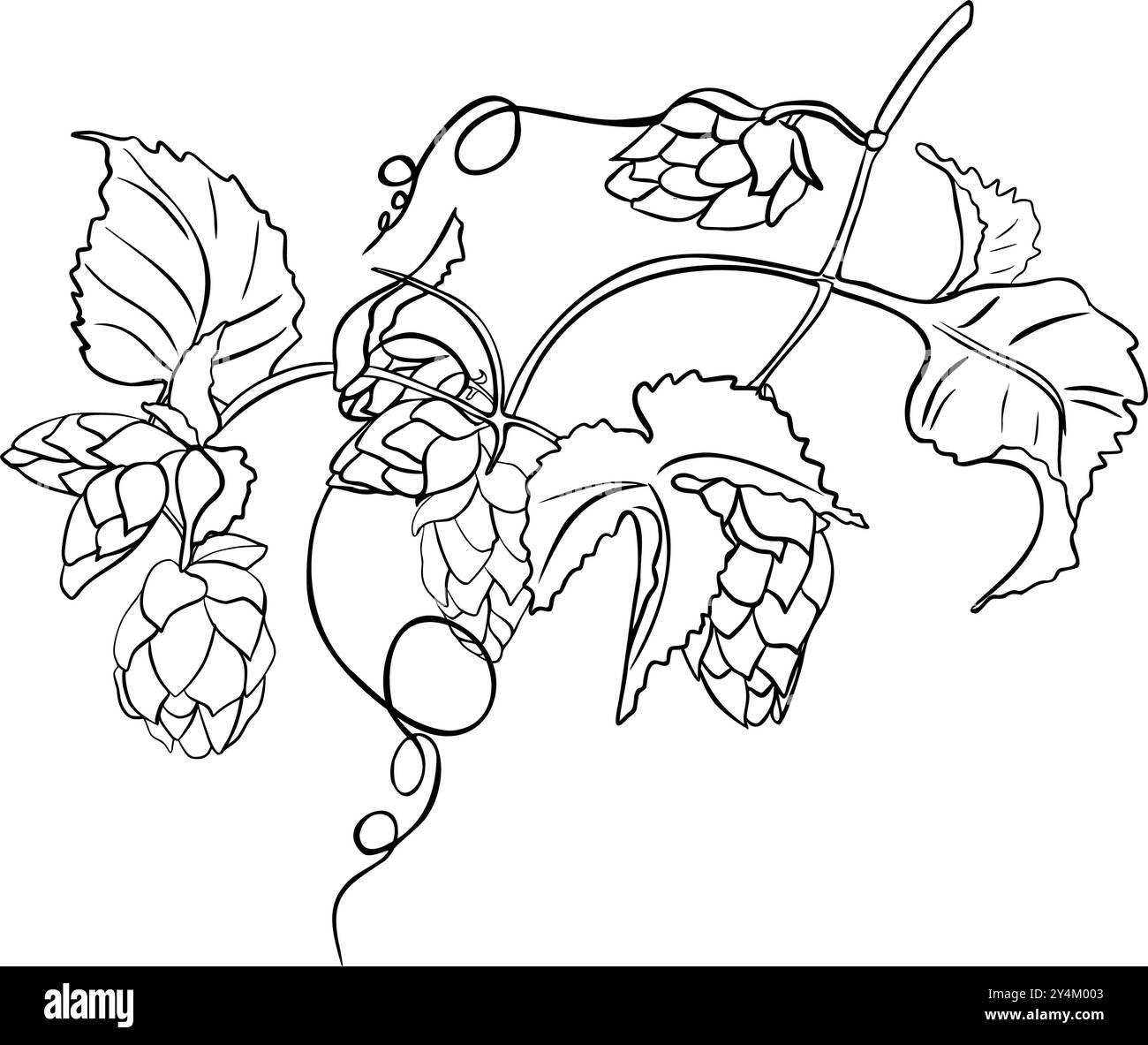 Hop vine, humulus plant black white linear vector illustration isolated ...